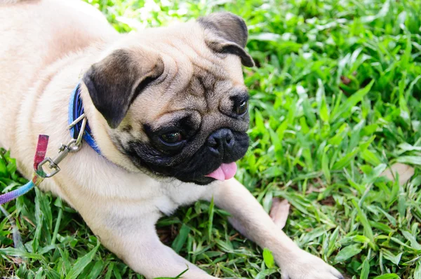 Pug relaxing in nature. — Stock Photo © artitcom #37770169