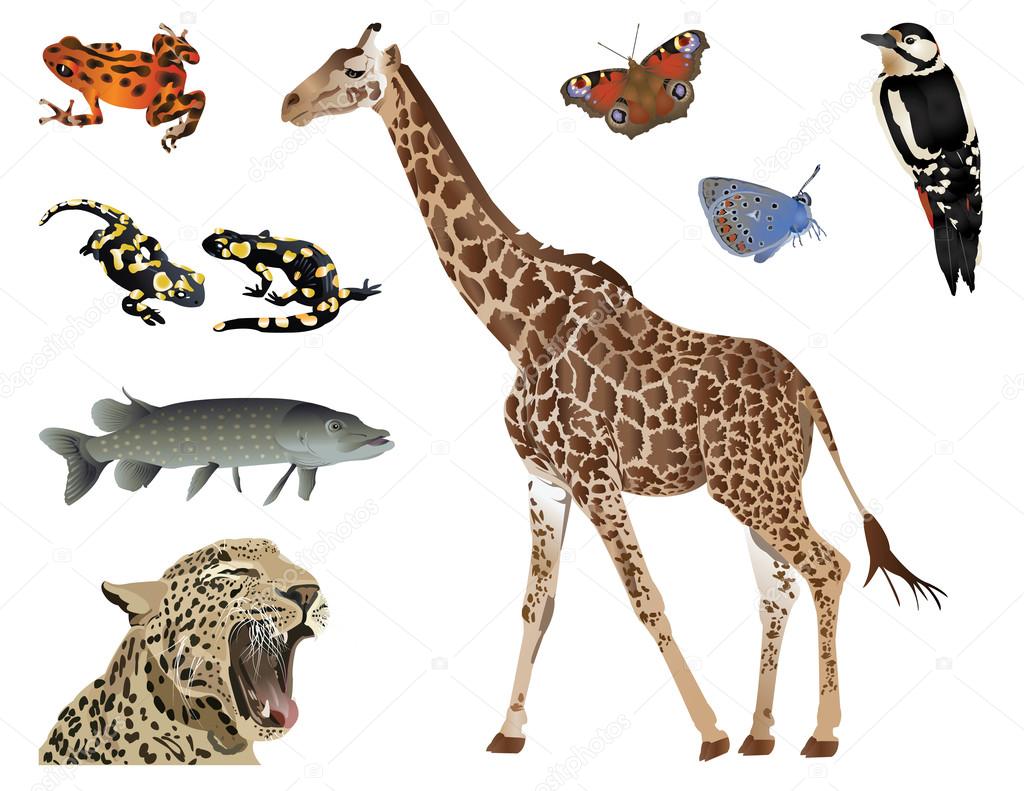 Amazing nature set - dressed in spots — Stock Photo © kerstiny #46103065