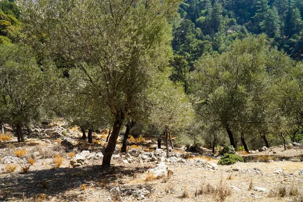 Olive trees in turkey Stock Photos, Royalty Free Olive trees in turkey ...