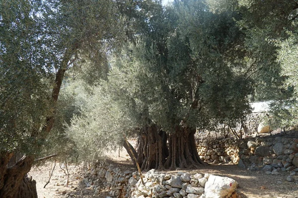 Olive tree israel Stock Photos, Royalty Free Olive tree israel Images ...