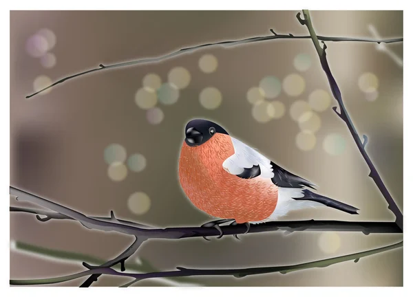 100,000 Bullfinch coloring Vector Images | Depositphotos