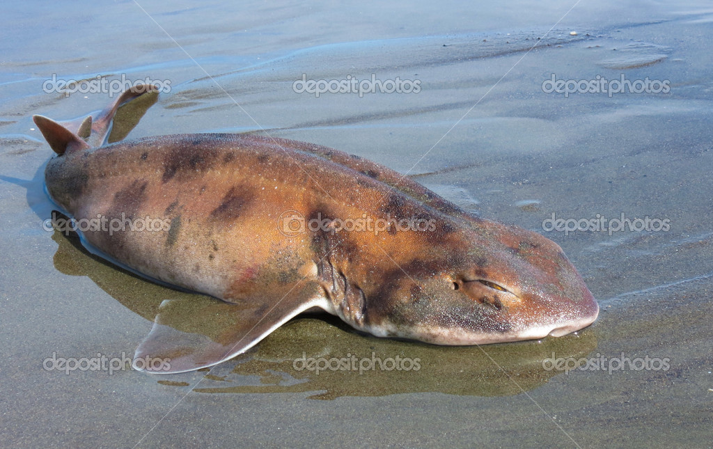 Tiburón gato — Foto de Stock #27183609 — Depositphotos