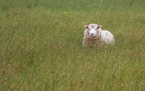 Happy sheep Stock Photos, Royalty Free Happy sheep Images | Depositphotos