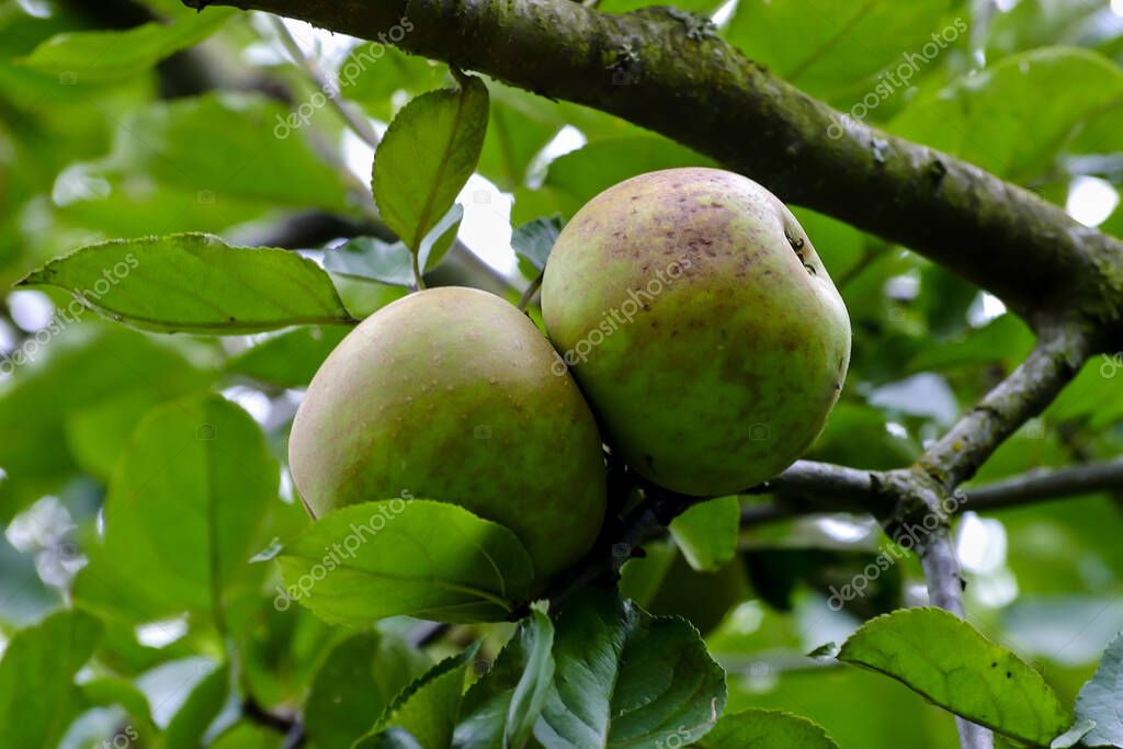 Manzana de invierno de la variedad Red Boskoop, Beautifull de Boskoop ...