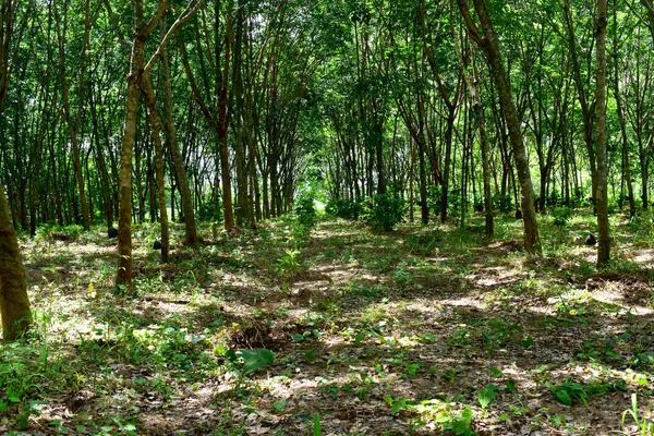 El cultivo de bosques fotografie, zdjęcia stockowe, El cultivo de ...