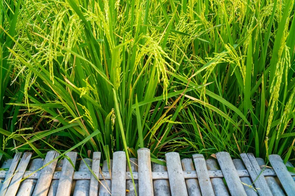 Paddy plant Stock Photos, Royalty Free Paddy plant Images | Depositphotos