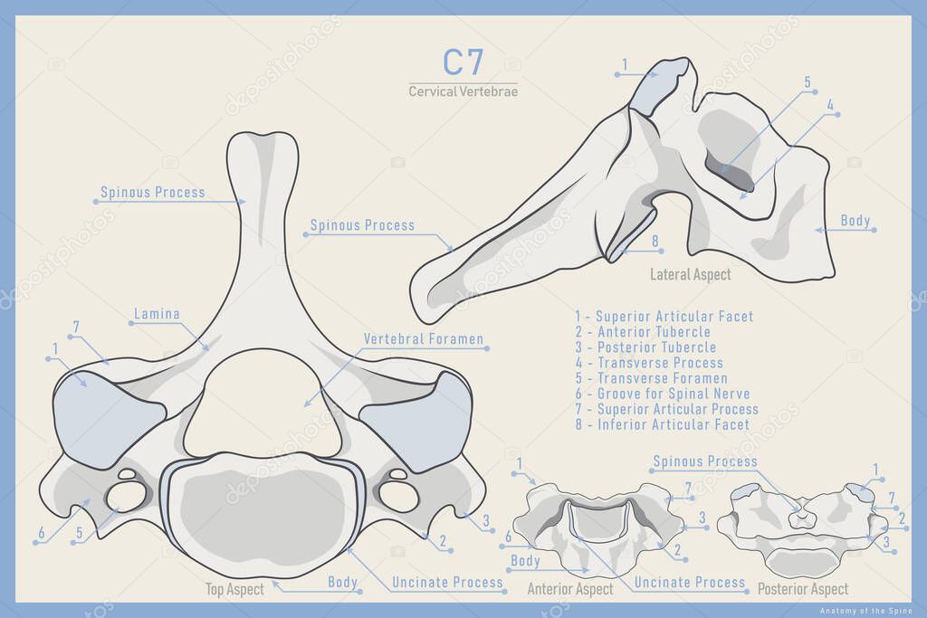 Anatomía de la séptima vértebra cervical. Vertebra Prominens C7. Vista anterior, posterior ...