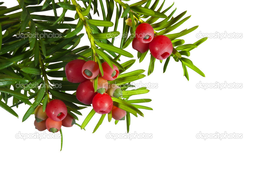 Yew tree with red fruits on a white background Stock Photo by ...
