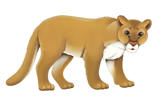 Cartoon puma — Stock Photo © agaes8080 #38627577