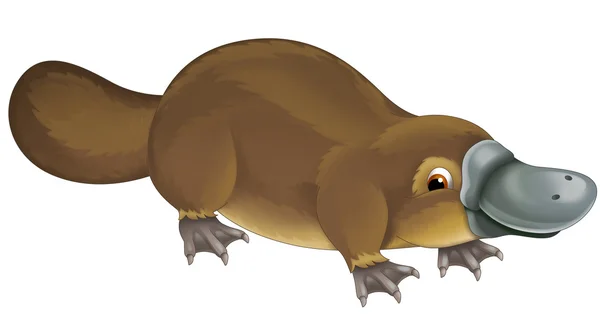 Ornitorrinco de desenhos animados ou bico de pato Stock Photos, Royalty ...