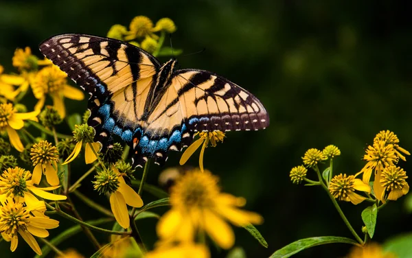 Swallowtail butterfly Stock Photos, Royalty Free Swallowtail butterfly ...