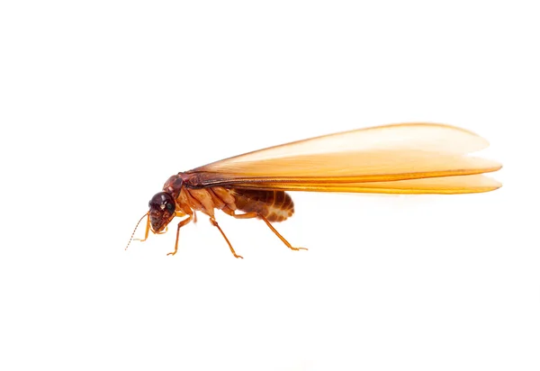 Queen Termite With Wings