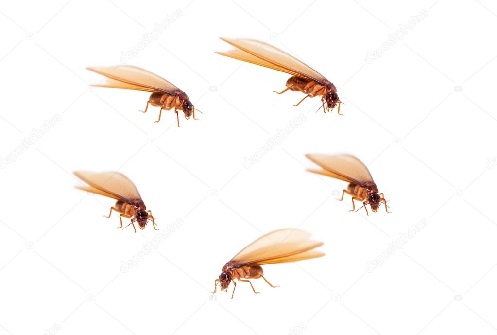 Alates ⬇ Stock Photo, Image by © dextorTh #32510543