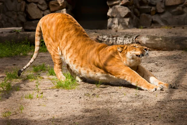 Fotos de Lijger, Imagens de Lijger sem royalties | Depositphotos