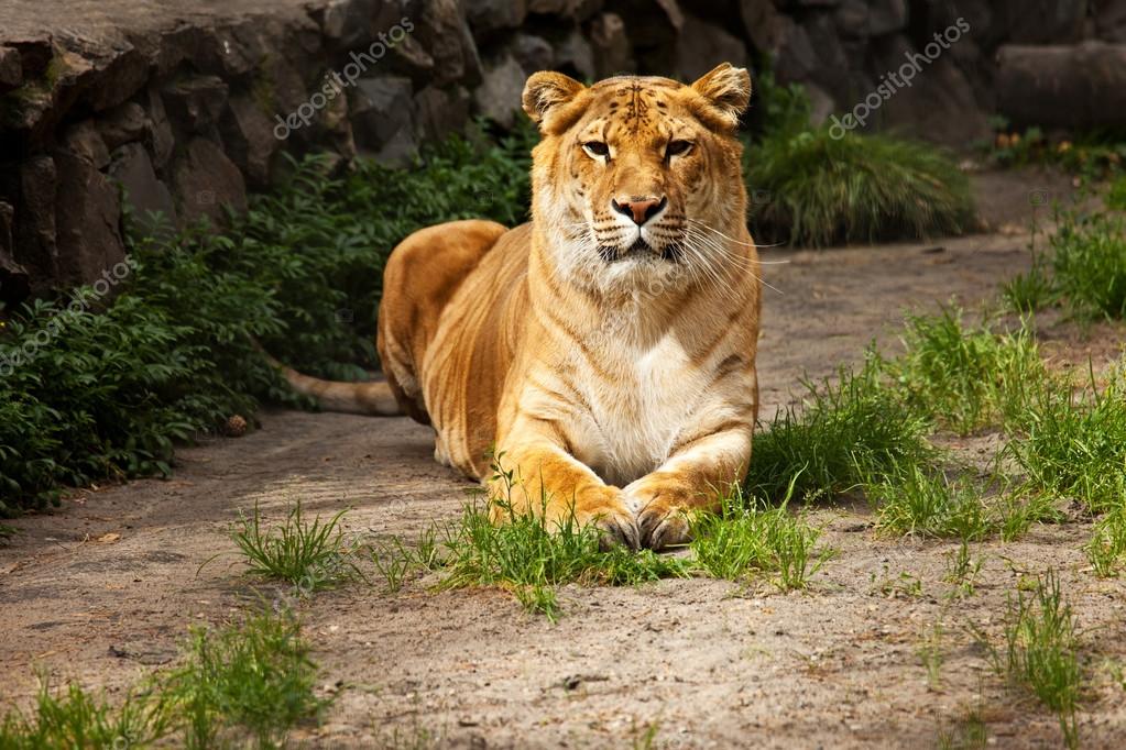 Liger Stock Photo by ©Wizzard 29269551