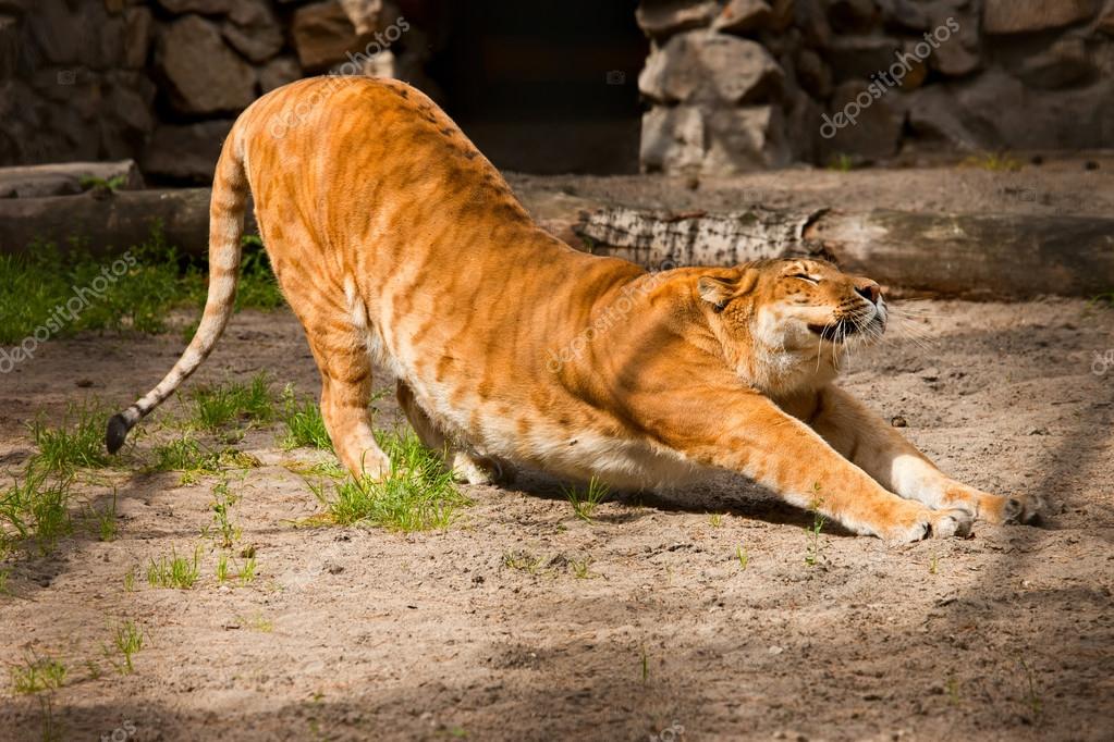Liger Stock Photo by ©Wizzard 29269669