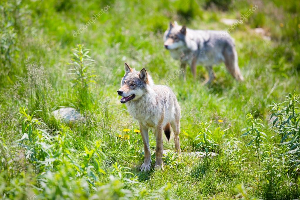 Wolves in nature — Stock Photo © kjekol #29896667