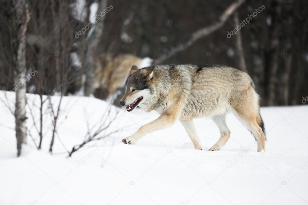 Wolves walking in the cold forest — Stock Photo © kjekol #42875753
