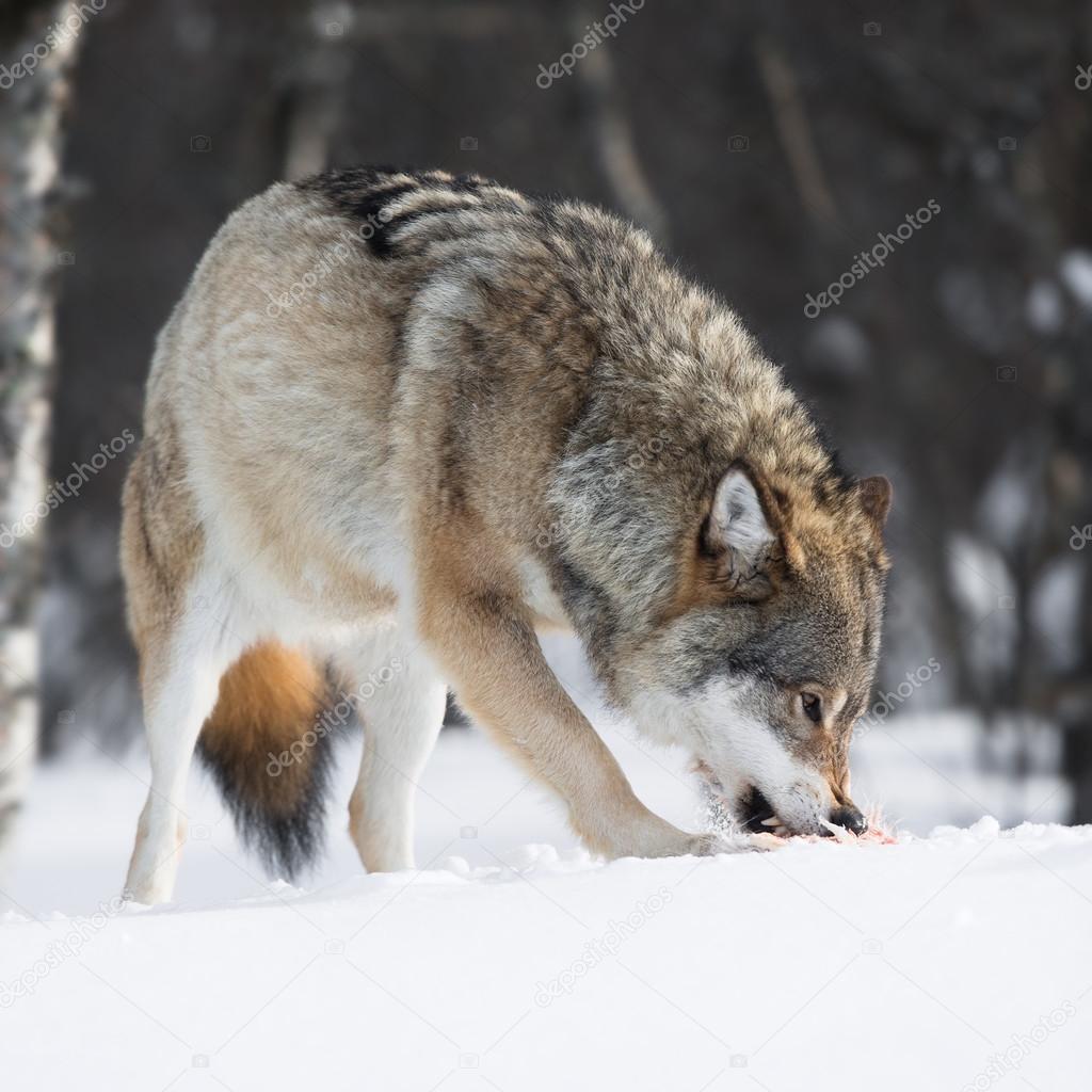Gray Wolves Eating