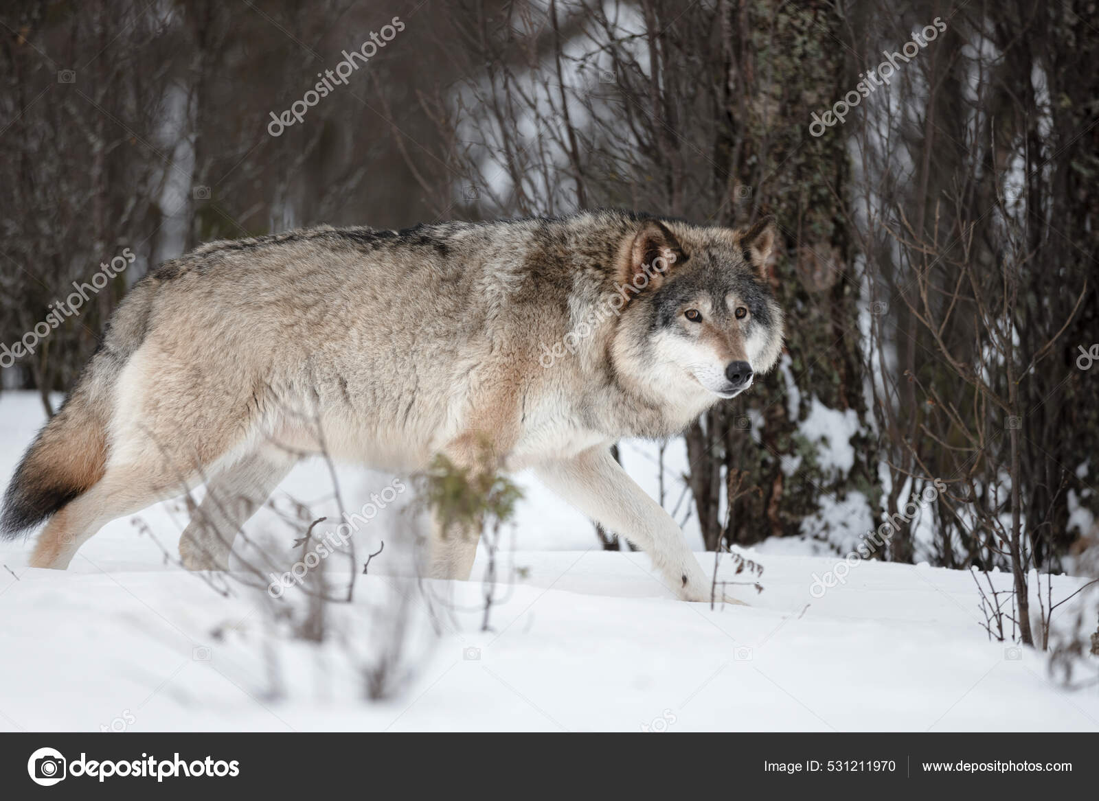 Wolf Walking Away Drawing