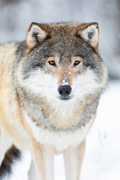 Wolf milk Stock Photos, Royalty Free Wolf milk Images | Depositphotos