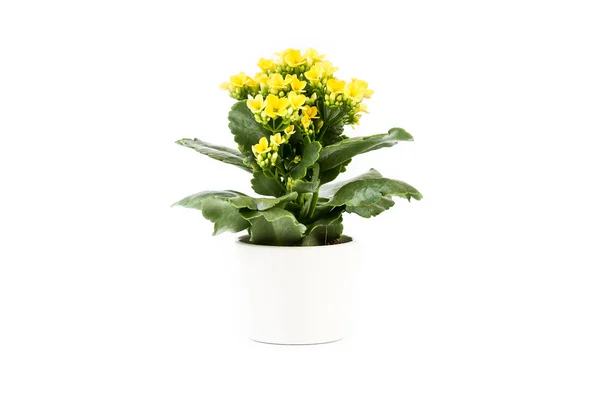 Yellow roses in pot — Stock Photo © olesia #100820800