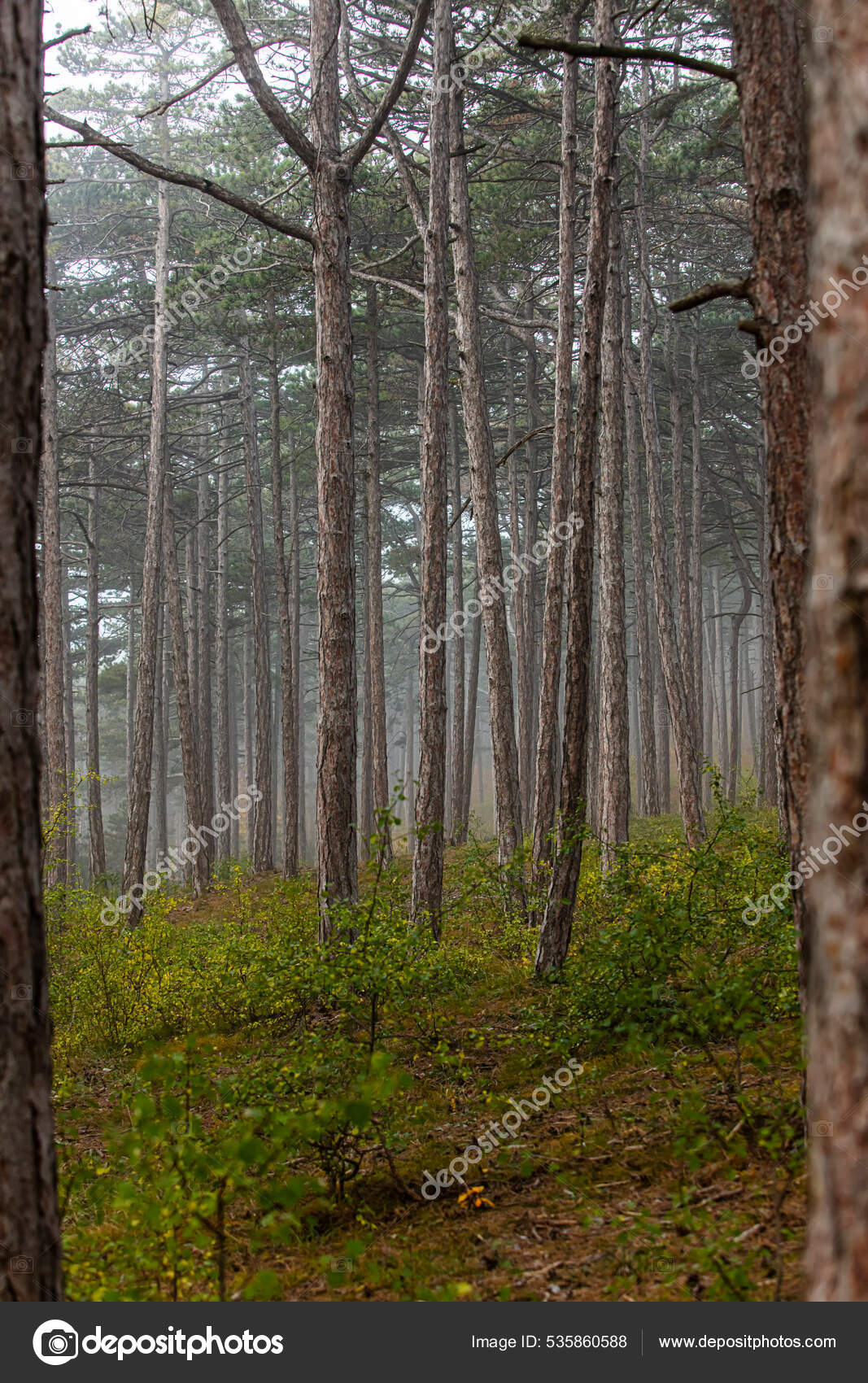 Beautiful Pine Trees Forest Nature — Stock Photo © vitomirov #535860588