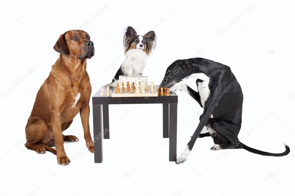Three dogs playing chess — Stock Photo © vivienstocks #30546395