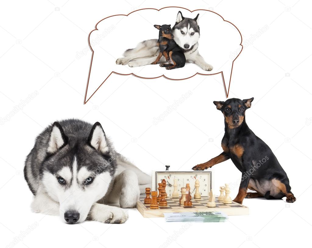 Dogs (Siberian Husky and Miniature Pinscher) Stock Photo by ...