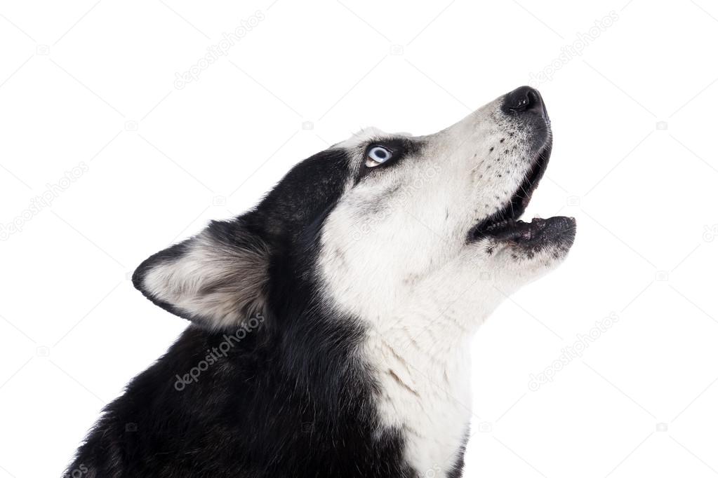 Siberian Husky howling — Stock Photo © vivienstocks #34678281