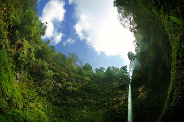 Indonesian jungle Stock Photos, Royalty Free Indonesian jungle Images ...