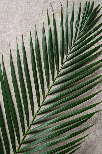 Top view of tropical palm leaves branch isolated on dark gray ...