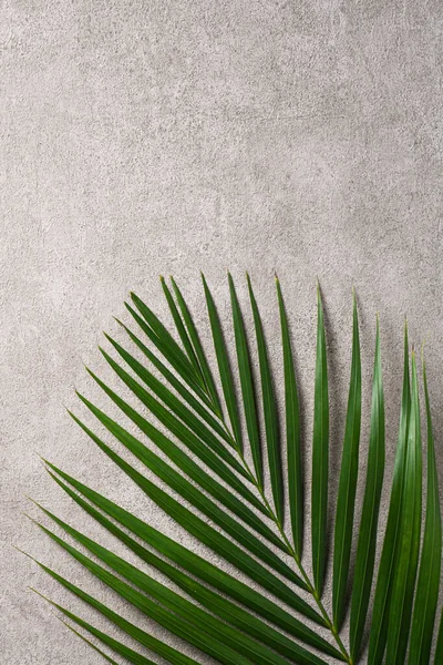 Top view of tropical palm leaves branch isolated on dark gray ...