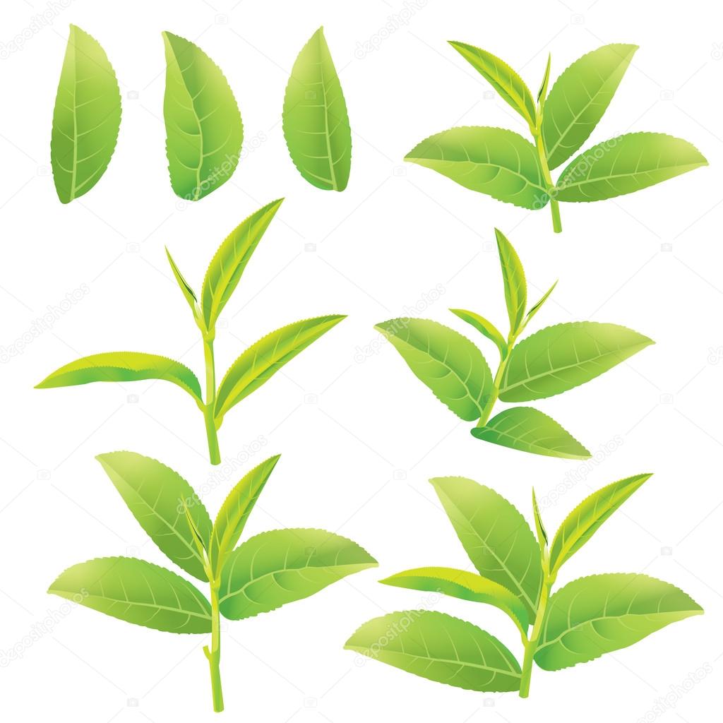 Tea Leaf Vector Free Download