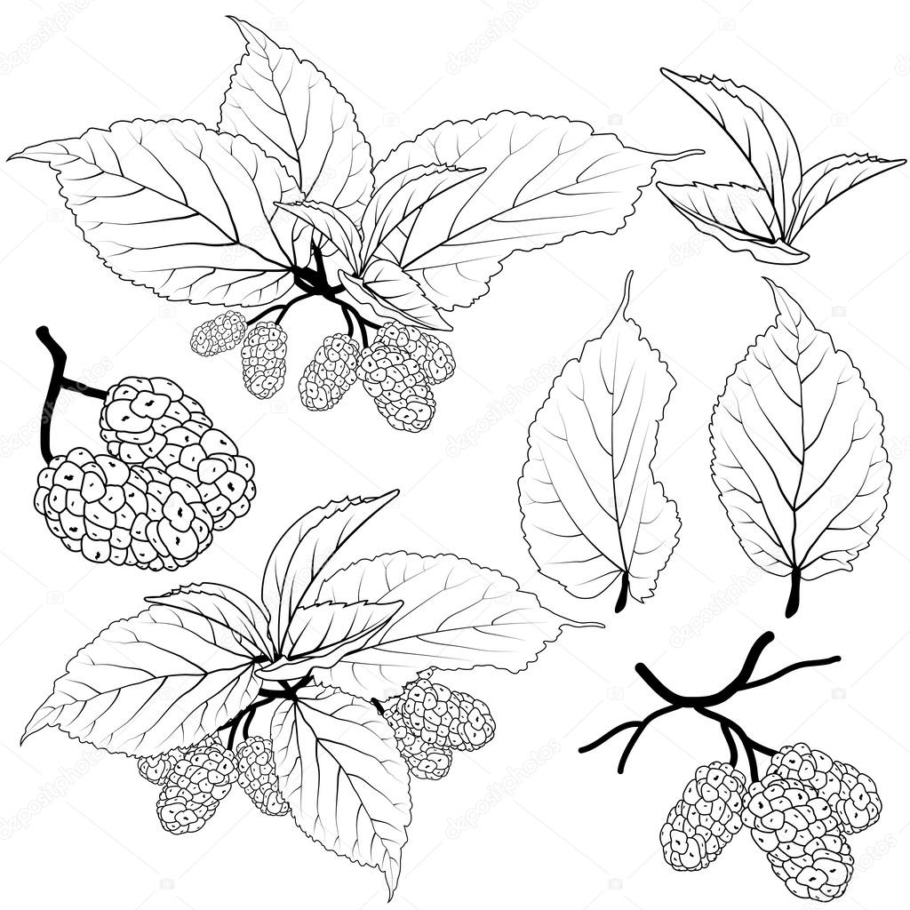 Mulberry vector — Stock Vector © Pornthep #33064307