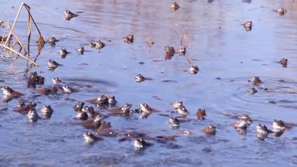 74 vídeos de Período de apareamiento, metraje de Período de ...