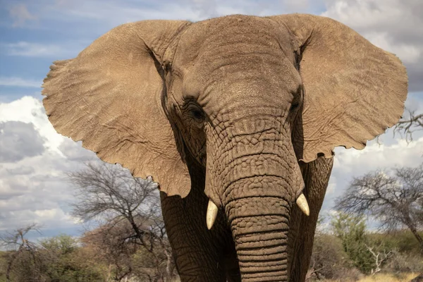 Wild african animal. Close up of the African Bush Elephant in the ...