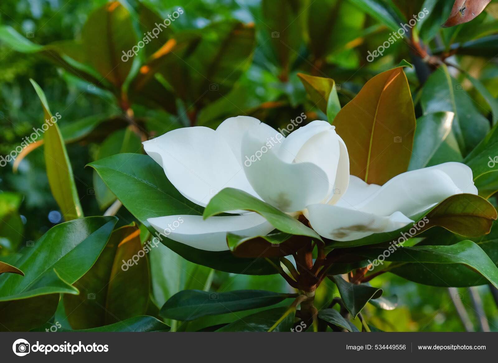 Plantas Flores Magnolia Blanca Nacnic Poster De Magnolia Estilo