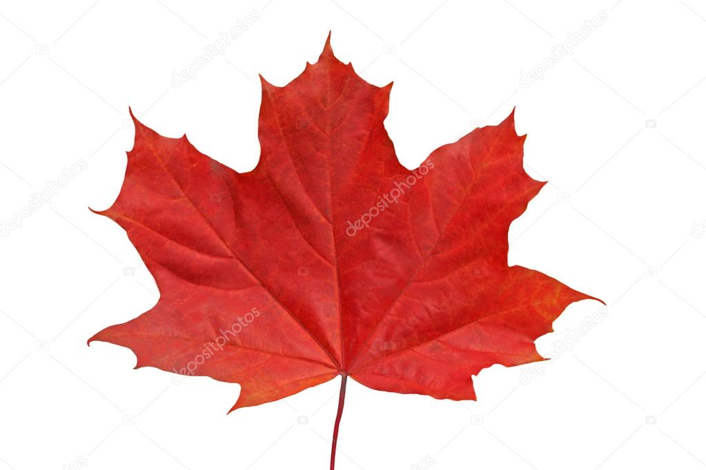 Red maple leaf. Stock Photo by ©selenar 28741599