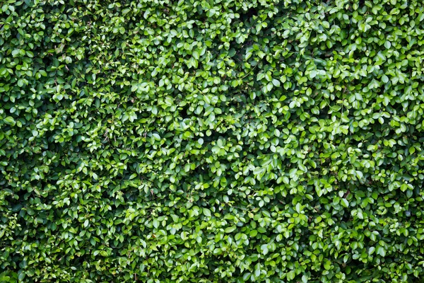 Bush wall Stock Photos, Royalty Free Bush wall Images | Depositphotos