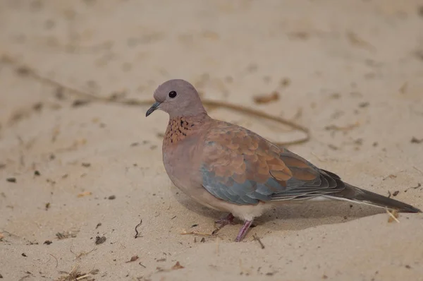 Bird dung Stock Photos, Royalty Free Bird dung Images | Depositphotos