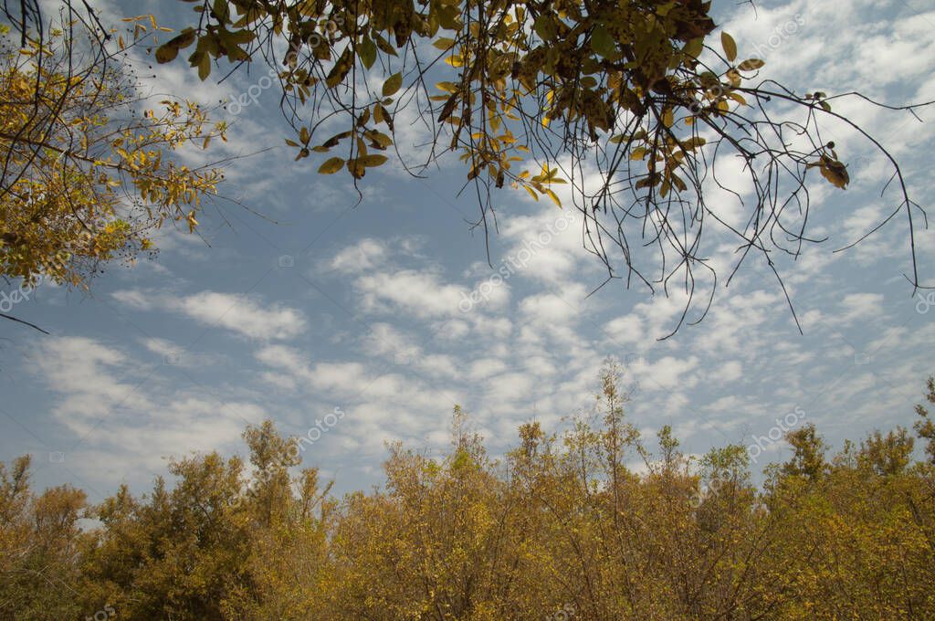Bosque y nubes en el Parque Nacional Niokolo Koba. Tambacounda. Senegal ...