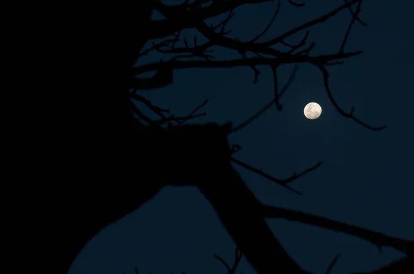 Moon behind tree Stock Photos, Royalty Free Moon behind tree Images ...