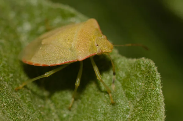 Curculionidae Stock Photos, Royalty Free Curculionidae Images ...