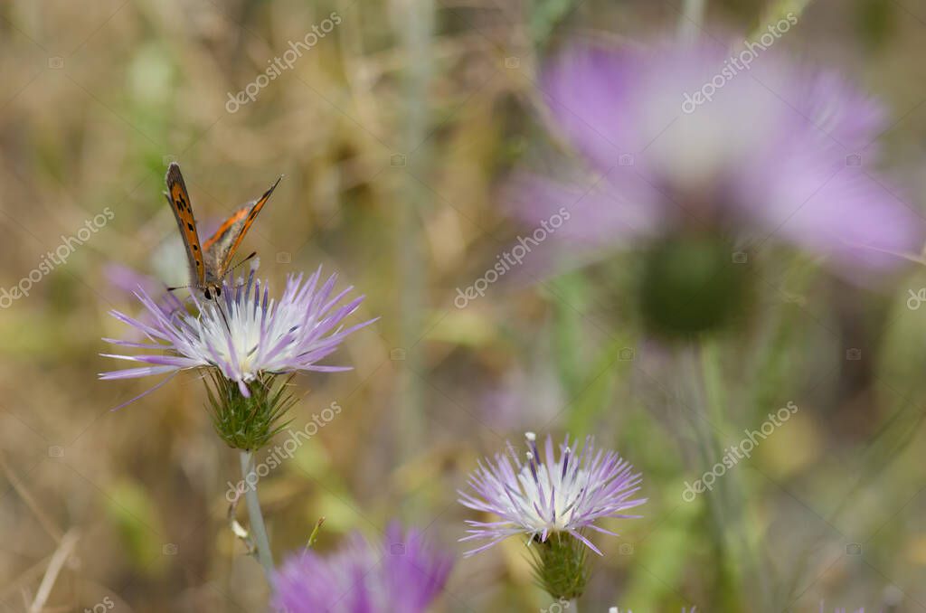 Pequeñas Lycaena phlaeas de cobre alimentándose de una flor de cardo ...