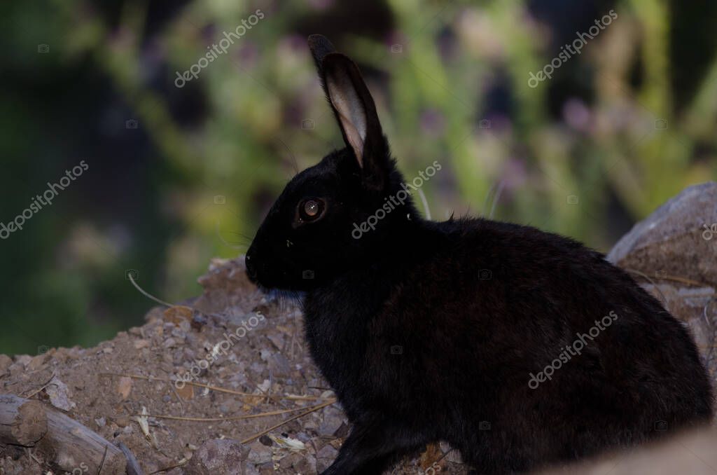 Melanista conejo europeo Oryctolagus cuniculus. Reserva Natural ...