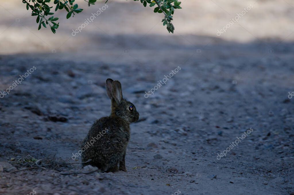 Conejo europeo Oryctolagus cuniculus. Reserva Natural Integral de ...