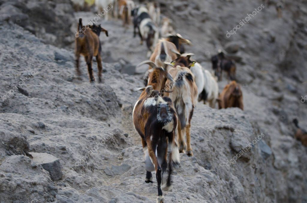 Caballo de cabra Capra aegagrus hircus caminando. Imagen borrosa para ...