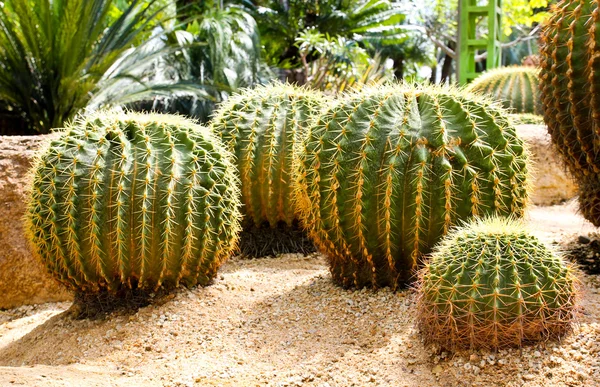 Cactus géant images libres de droit, photos de Cactus géant | Depositphotos
