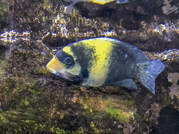 Pez mono fotos de stock, imágenes de Pez mono sin royalties | Depositphotos